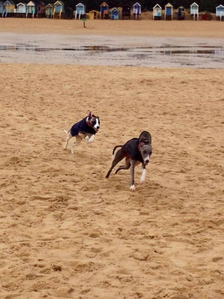 1 or 2 dogs? Getting a Second Dog - Two Plus Dogs