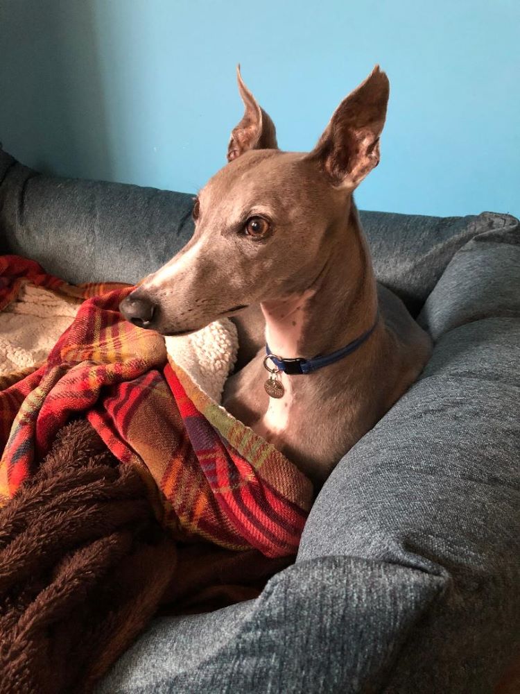 Whippet gifts for Christmas