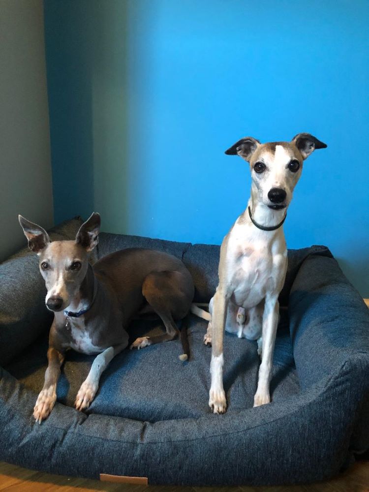 Two Plus Dogs Dog Friendly Living