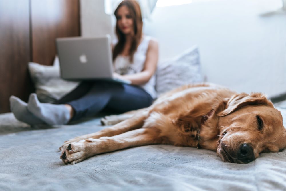 Help me Adapt to Working from Home with my Dog - Two Plus Dogs