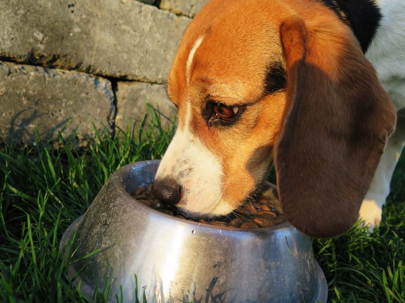 How to Pick the Best Foods for Dogs - Two Plus Dogs