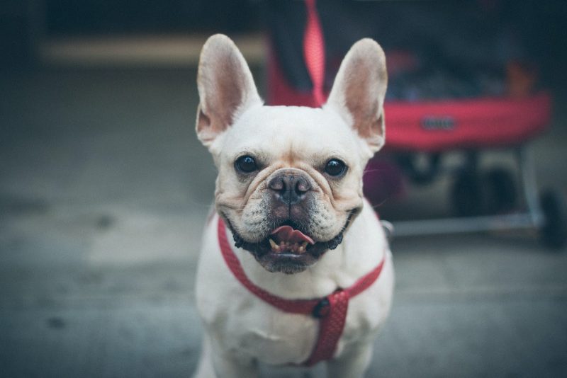 Bringing a Frenchie Home: Adding a French Bulldog to Your Family - Two ...
